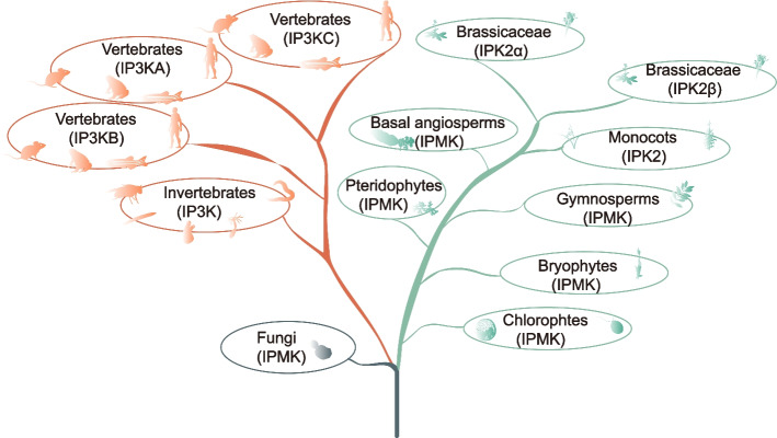 生命健康学院教师张在宝博士团队最新研究成果在《BMC Genomics》发表